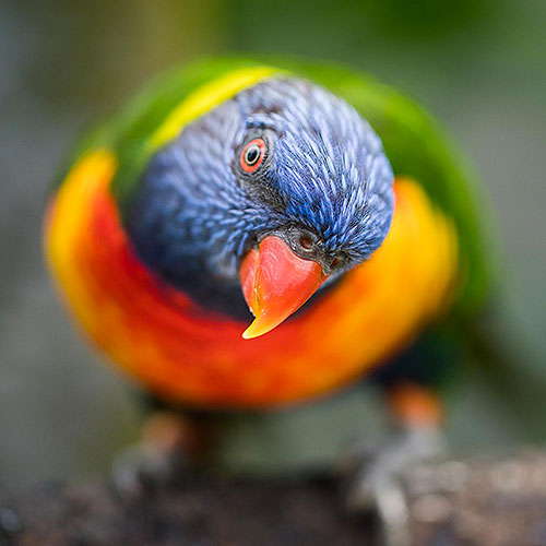 Birdworld Kuranda - Home To Over 350 Birds From Almost 60 Species